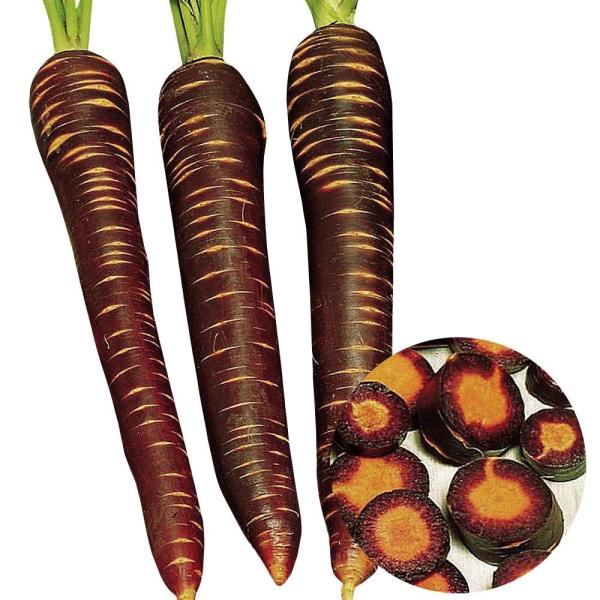 ●商品情報：外側は紫色の珍しい人参!糖度約10度で生食でき、紫色の部分には、アントシアニンがたっぷり。●根長（約）：15〜20cm●収穫までの日数（約）：100日●お届け状態：種子●入り数：100粒（コート種子）●発芽適温：15〜25℃※発...
