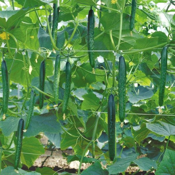 ●商品情報：ほぼ完全節成りキュウリ!　本当に良く成り、主枝・側枝共に雌花率90〜100%とほぼ完全節成のキュウリ。果実肥大も早い極早生品種で極めて多収です。また果皮が薄くみずみずしさがあり、歯切れ抜群と食味も素晴らしい。べと病・褐斑病・うど...