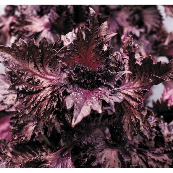 ●商品情報：草勢は旺盛で分枝性も強く、節間も短く収量が多い。草丈60〜70cm。葉は濃い赤紫色で縮みと光沢があり肉厚の大葉は柔らかく品質も高い。●お届け状態：種子●備考：播種や植え付け後の栽培条件、天候等によりその結果が異なることがあります...