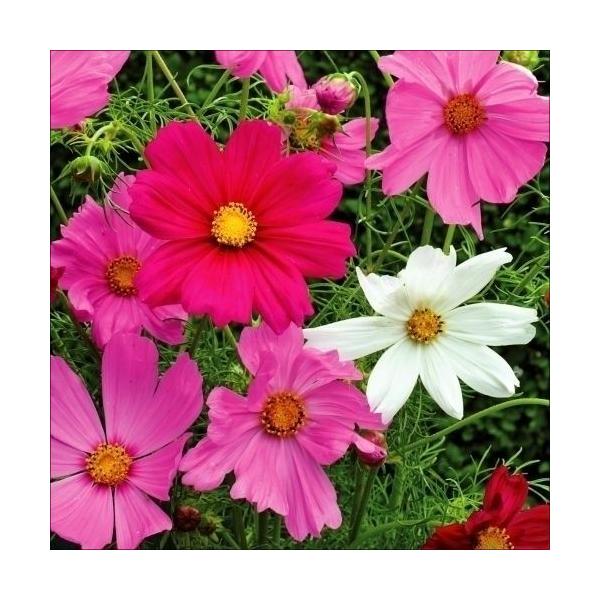 うれしい早咲き●商品情報：日当たりとは水はけさえ良ければ、やせ地でも生育するほど強健!!群植させると見応えがあります。●お届け状態：種●分類：1年草●花期：6〜11月●草丈：110cm ※種子の粒数はおおよその目安を記載しております。実際の...