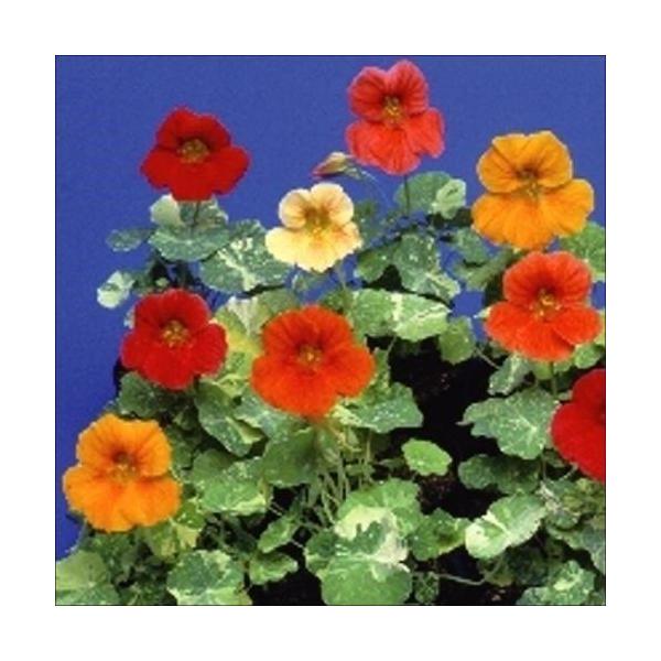 斑入り葉が珍しい●商品情報：全国で栽培可能な一年草。日光を十分に当てて育て、生育期から開花期は10日に1回位液肥を与えるとよいでしょう。●お届け状態：種●分類：1年草●花期(約)：6〜11月●草丈(約)：40cm ※種子の粒数はおおよその目...