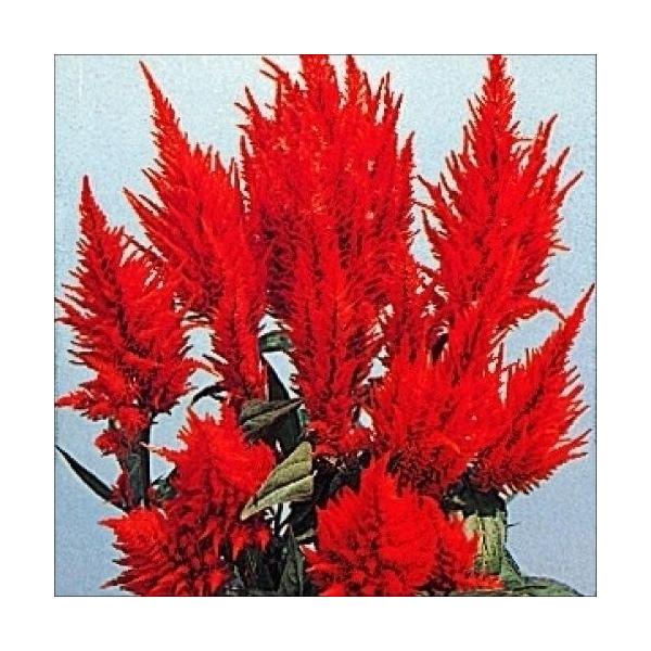 ふわふわ柔らか●商品情報：切花やアレンジ、茶花などに好んで利用される花々を集めました。自分で育てたお花で作る花束は格別の美しさです!!●お届け状態：種●分類：1年草●花期(約)：7〜10月●草丈(約)：50cm ※種子の粒数はおおよその目安...