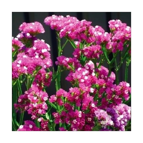 定番人気色●商品情報：切花やドライフラワーの花材として絶大な人気。日当たりのよく、水はけのよい場所で栽培しましょう。●お届け状態：種●分類：1年草●花期(約)：7〜9月●草丈(約)：80cm ※種子の粒数はおおよその目安を記載しております。...