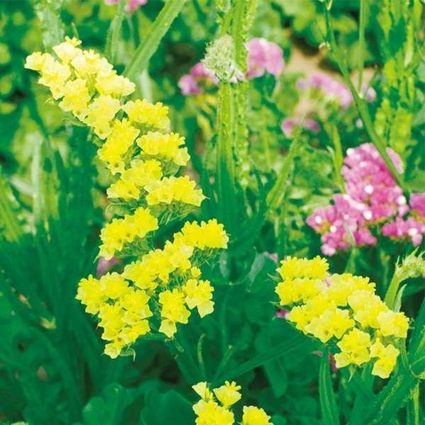 アレンジに人気の花色●商品情報：切花やドライフラワーの花材として絶大な人気。日当たりのよく、水はけのよい場所で栽培しましょう。●お届け状態：種●分類：1年草●花期(約)：7〜9月●草丈(約)：80cm ※種子の粒数はおおよその目安を記載して...