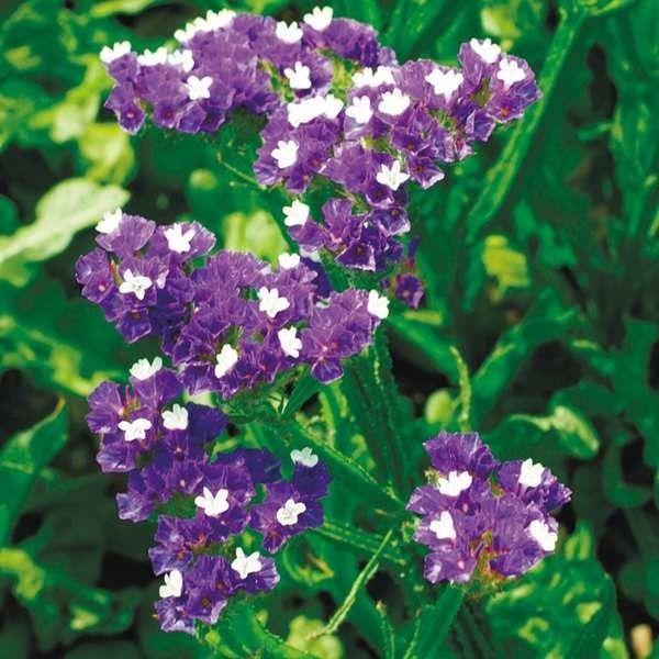 切花で人気●商品情報：切花やドライフラワーの花材として絶大な人気。日当たりのよく、水はけのよい場所で栽培しましょう。●お届け状態：種●分類：1年草●花期(約)：7〜9月●草丈(約)：80cm ※種子の粒数はおおよその目安を記載しております。...