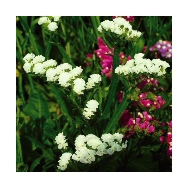 オススメの美色花●商品情報：切花やドライフラワーの花材として絶大な人気。日当たりのよく、水はけのよい場所で栽培しましょう。●お届け状態：種●分類：1年草●花期(約)：7〜9月●草丈(約)：80cm ※種子の粒数はおおよその目安を記載しており...