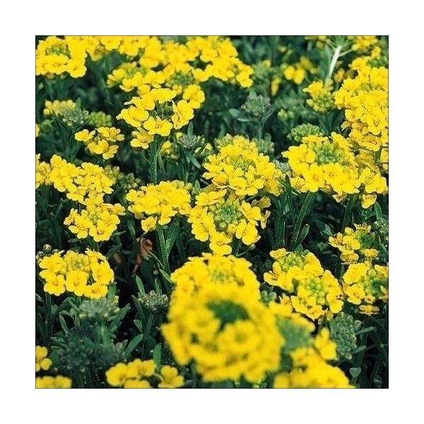 ●商品情報：珍しい黄色タイプ   ●分類：多年草   ●花期：4〜5月   ●草丈：40cm   ●備考・ご注意：※種子の粒数はおおよその目安を記載しております。実際の粒数とは多少差異がありますのでご了承下さい。また、粒の形状・大きさは、採...