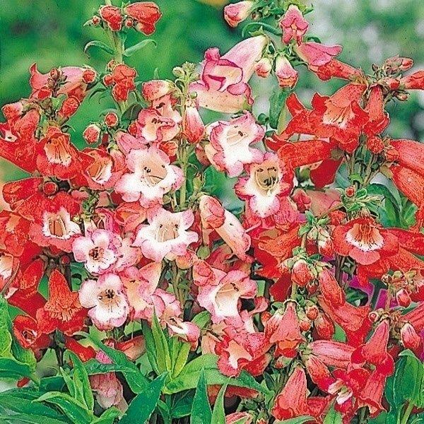 人気上昇中美色花●商品情報：冬には地上部が枯れますが、根が残り、一度植えると何年もお花が楽しめます。1年草と組み合わせて素敵な花壇に!●お届け状態：種●分類：多年草●花期(約)：6〜9月●草丈(約)：80cm ※種子の粒数はおおよその目安を...