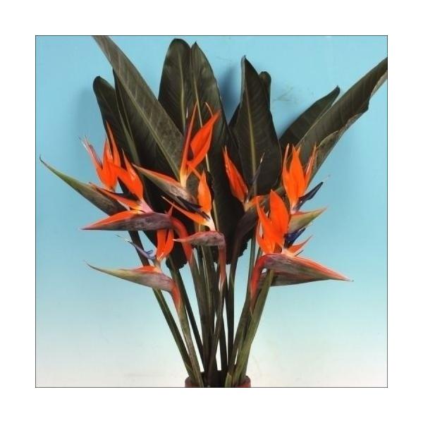 ●商品情報：極採色の花を咲かせ、その花の色・形から「極楽鳥花」の別名を持つストレリチア。切花に大人気!   ●分類：多年草   ●発芽温度：15〜20度   ●花期：周年   ●草丈：120〜180cm   ●栽培適地：鉢・切花   ●備考...