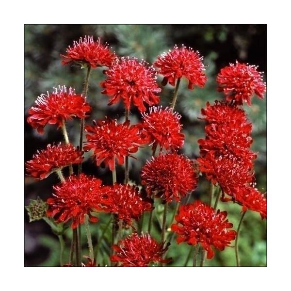 ●商品情報：スカビオサの近縁種でよく似た、やや小ぶりな花を咲かせます。丈夫で育てやすい。●お届け状態：種●分類：耐寒性多年草●発芽適温(約)：20〜24℃：●花期(約)：7〜9月●草丈(約)：90cm栽培適地：庭・鉢・切花※播種や植え付け後...