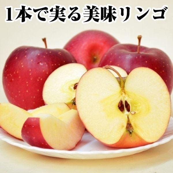 ●商品情報：初めての方にオススメの、1本でも実りやすいオススメリンゴ! 袋かけ不要で、着色不良地域でも果実全体が濃紅色に色づきます。果肉緻密で甘味多い。果重300〜350g。糖度約13度と甘く、落果もほぼなく、遅どりは蜜も入り、とても美味!...