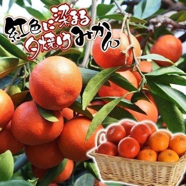 ●商品情報：香川県にて「宮川早生」の枝変わりで発見された「小原紅早生」。最大の特徴はなんといっても、この夕焼け空のような濃橙紅色の果皮! 美味しそうに熟した柿のような色と言っても過言ではないほどで、贈答用にも喜ばれます。果皮は薄くむきやすく...
