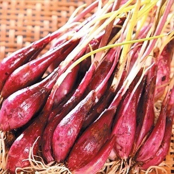 ●商品情報：注目のハイブリッドらっきょう「らっきょう×玉ねぎ」！シャキシャキ感に甘みと香りをプラスした新しい味わい。外皮が透き通った赤紫色で「越のパール」より球が大きいのが特徴です。●お届け状態：種球 ●収穫：5〜7月 ●耐寒性：強●日照：...
