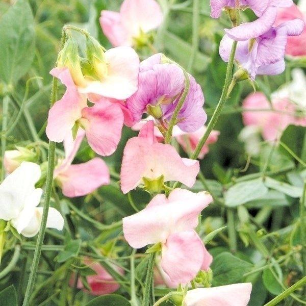 ●商品情報切花にすると素敵!●お届け状態種●分類1年草●花期(約)4〜6月●草丈(約)つる性※種子の粒数は、目安を記載しております。実際の粒数と差異がありますが、ご了承ください。採種地の気候等の播種条件により粒状・大きさが異なる場合がありま...
