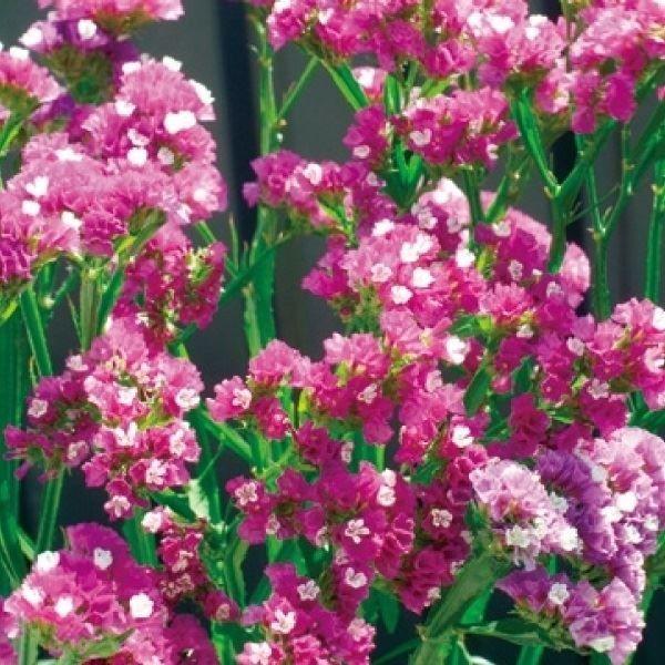 ●商品情報切花やドライフラワーなどの花材として大活躍！一番人気のピンク色です。   ●お届け状態種子   ●発芽適温 15〜20℃   ●分類1年草   ●開花時期5〜7月   ●草丈50〜80cm   ●栽培適地庭・鉢・切花   ●備考※...