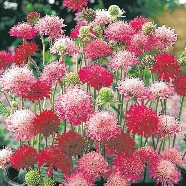●商品情報スカビオサの近縁種でよく似た花を咲かせます。丈夫で育てやすい。赤・桃・紫等の花色ミックスです。●お届け状態種子●分類多年草●開花時期(月)5〜9●播種適温(度)18●草丈(cm)70〜90●発芽適温15〜20℃●栽培適地庭・鉢・切...