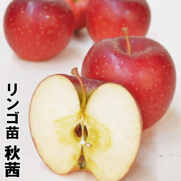 ●商品情報：袋かけ不要で、1本でも実りやすいので初めての方にオススメです。着色不良地域でも果実全体が鮮紅色に色づきます。果重300〜350gで落果もほぼなく、早どりでも美味! 遅どりはミツも入り、さらに美味! ●お届け状態：接木1年生根巻苗...