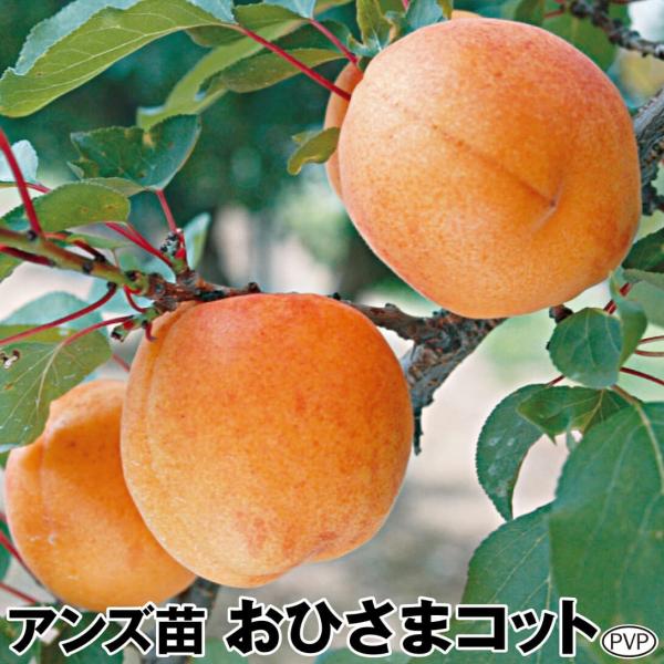 ●商品情報：果重110〜120gにもなる巨大アンズ。肉質緻密で果汁多く、糖度は平均12度で高い。酸味少なく、生のままでも美味しく食べられます。裂果はほとんどなく、豊産性で栽培簡単。●お届け状態：接木1年生根巻苗●分類：落葉樹●生長後の樹高(...