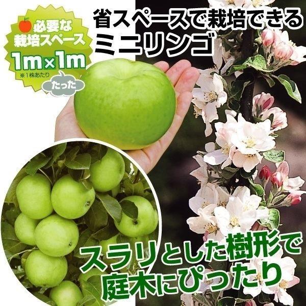 ●商品情報：樹形が直立状の円柱形になるバレリーナツリー。特別に仕立てなくてもすらりと真上に伸びるので、場所を取らずに栽培できます。バレリーナツリー唯一の青リンゴ。黄緑色果皮の果実はパリッとジューシーで美味。大きさは中玉リンゴぐらいあり、食べ...