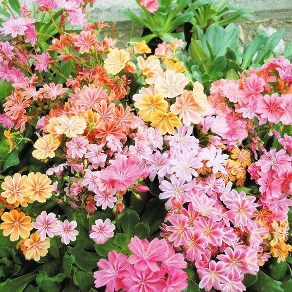 ●商品情報：冬越し不要で、一年中開花する革新的なレウィシア。花色がとってもカラフルなので、お庭でもよく映えます。四季咲き性が強く、春〜晩秋頃まで、長い期間楽しめるのも嬉しい。暖地栽培にも向いています。   ●お届け状態：ポット苗/多年草  ...