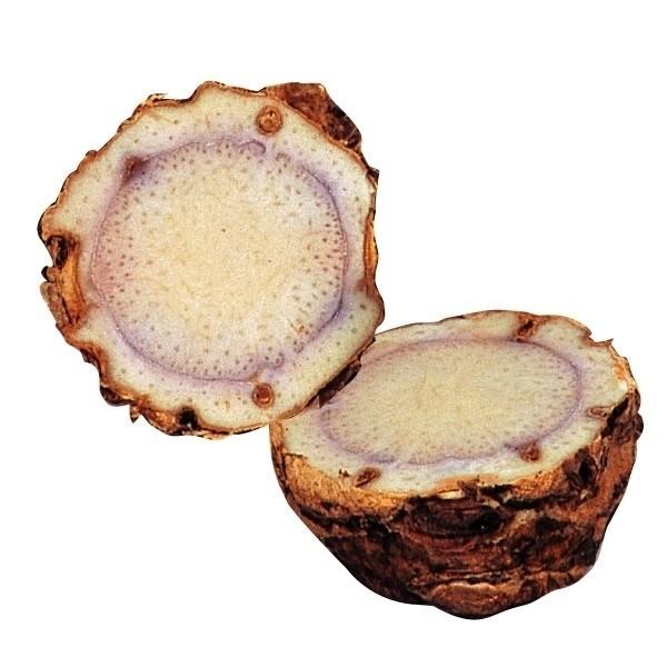 自家栽培なら安心・安全●商品情報：クルクミンはほとんど含まないものの、なんと100種類近くもの微量成分を含有するウコン。●お届け状態：種イモ●日照：日なた●収穫期：11月●栽培適地：畑・鉢●耐寒性：弱