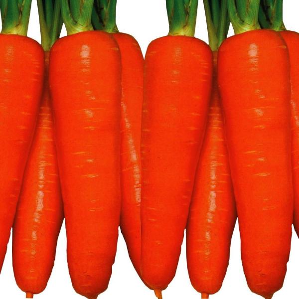 ●商品情報：濃紅橙色で肥大早く作り易い!家庭菜園にオススメです。●根長（約）：15〜18cm●お届け状態：種子●入り数の目安：10mlあたり約2000〜3000粒入り※品種により差があります。●発芽適温：15〜25℃※発芽させるには播種床を...