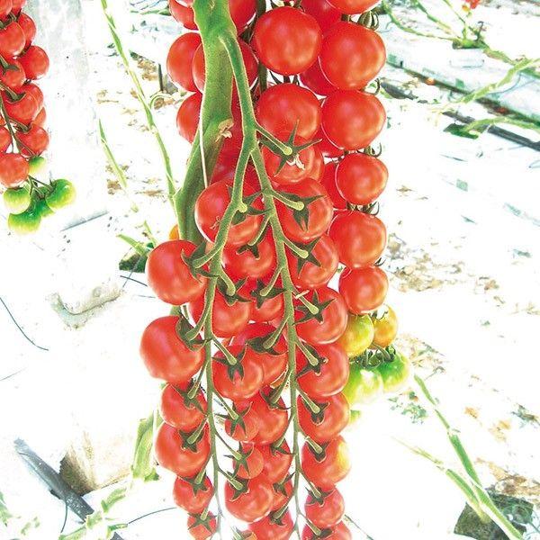 ●セット内容：F1スーパースイート83（35ml）　1袋F１スーパースイートビッグ（35ml）　1袋●商品情報：【スーパースイート83】糖度20度超えは当たり前・最高糖度24度を記録したこともある最強のスイートコーン!!　皮付穂重500g以...