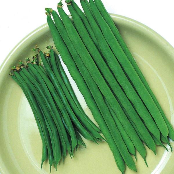 ●商品情報：濃緑色でツヤのある、つるありすじなし丸莢インゲン。肉質柔らかで歯切れよく食味良好。播種から約55日で収穫できる極早生品種で低節位から安定して着莢します。約10cmの若莢から約20cmの大莢まで収穫幅も広い。●莢の形：丸莢●つるの...