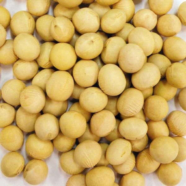 ●商品情報：丹波黒大豆を親に持つ、大粒の美味大豆。もっちりとして甘く、煮豆や筑前煮にすると最高に美味しい！ 市場にも滅多に出回らないレア品種です。●お届け状態：種子●入り数の目安：50mlあたり約100〜150粒※入り数は目安です。品種によ...