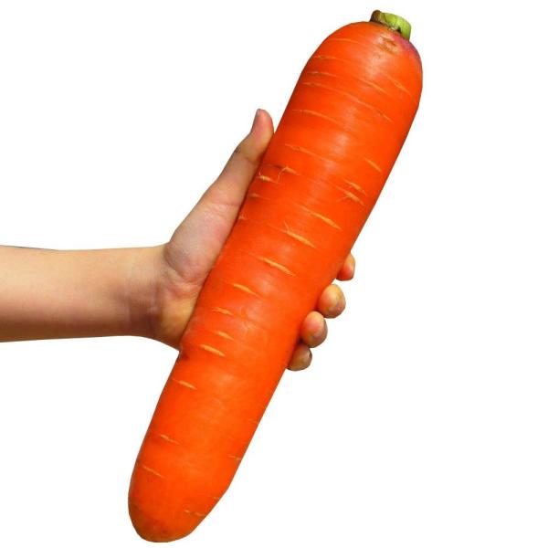 ●商品情報：通常の人参に比べ、長さ・太さもビッグ!根長約20cm、根重200〜300gにも!! 濃いオレンジ色の肉色が鮮やかで美しく、晩抽性(トウ立ちしにくい)で春まきにも安心。株間広め(8〜15cm)の栽培がおすすめ。●根重（約）：200...