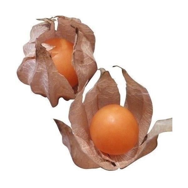 ●商品情報：美味しい食用ほおずき。糖度13〜15度と甘く生食にも！ 栄養価高く、栽培はトマトに準じ、簡単に作れる。●お届け状態：種子●備考：播種や植え付け後の栽培条件、天候等によりその結果が異なることがありますが、弊社の責と考えられる結果不...