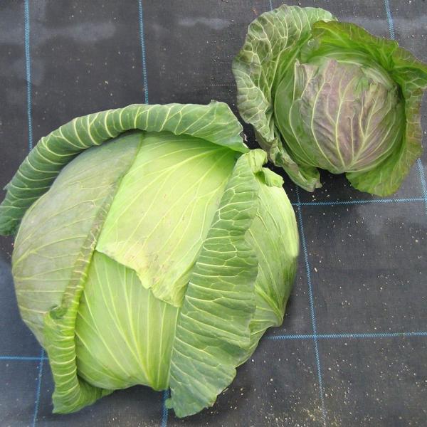 ●商品情報：デ、デカイ！！ 直径30〜40cm、最大球重5kgにもなる超巨大キャベツ！ 柔らかくて食味抜群。株間70cmで、外葉を大きく育てるのがポイント。●球重（約）：4〜5kg●早晩生：中生※種まきから定植まで約30日●お届け状態：種子...