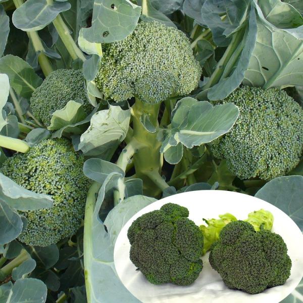●商品情報：春と夏の2季まき可能な極早生品種。濃緑色の花蕾は、締まり良いドーム型です。特に春作ではゆっくりと生長するので、高品質なブロッコリーが収穫できます。頂花蕾収穫後約1か月後には、側枝が再び楽しめます。※春作での側枝の発生は少なくなり...