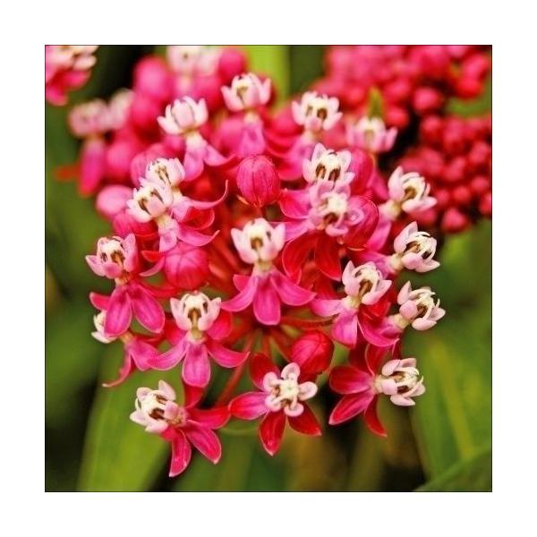 栽培簡単で愛らしい●商品情報：ユニークな花形が魅力で、蕾も花もかわいい切花向き多年草。地植えでも越冬する耐寒性タイプなので育てやすい。●分類：耐寒性多年草●花期：7〜9月●草丈(約)：100cm●発芽適温(約)：20℃●栽培適地：鉢・庭・切...