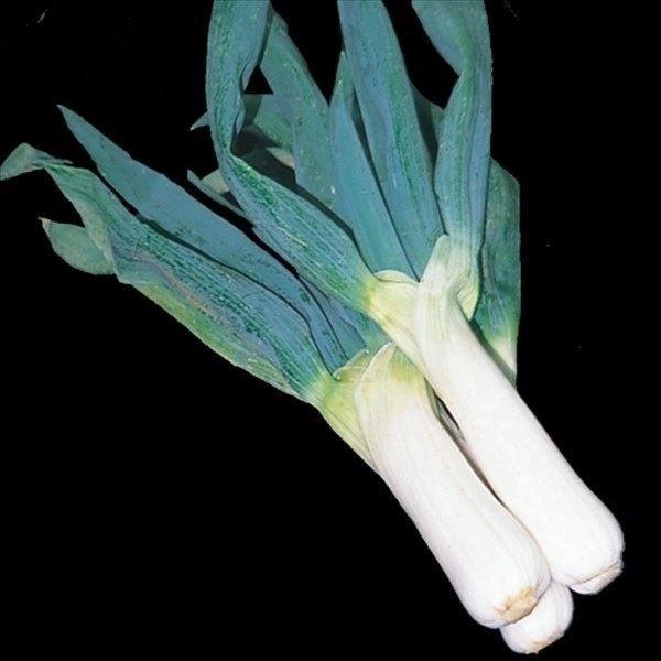 ●商品情報風味・甘味・食感すべてが最高級のネギ!太い軟白部は15〜20cmと短いので、土寄せ等の栽培管理もしやすい!●お届け状態素掘苗●収穫期(約)10月〜4月下旬●日照日なた●耐寒性強/寒冷地でも地植えOK●栽培適地畑・鉢