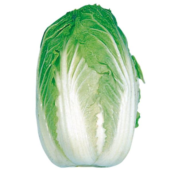 ●商品情報：味良く人気！ 昔から味の良い白菜として愛されてきた、よく太る晩生品種。●球重（約）：4kg●早晩性：晩生●播種から収穫までの日数（約）：―●お届け状態：種子●入り数の目安：5mlあたり約750〜1000粒※品種により差があります...