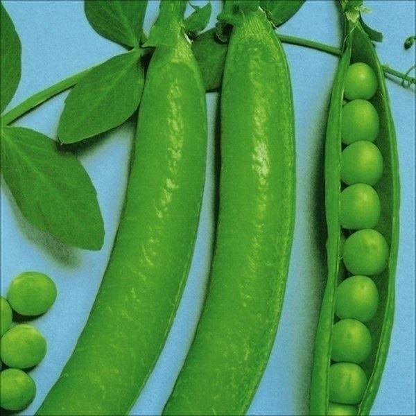 ●商品情報：ホクホクの食感で豆ごはんに最適。甘味強く性質強健！●莢長（約）：8cm●早晩性：早生●つるの有無：つるあり●お届け状態：種子●入り数の目安：30mlあたり約80〜130粒入り※品種により差があります。●発芽適温：18〜20℃※発...
