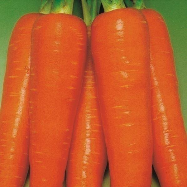 ●商品情報：濃紅橙色で肥大速く作りやすい！ 家庭菜園におすすめ。●根長（約）：15〜18cm●お届け状態：種子●入り数の目安：10mlあたり約2000〜3000粒入り※品種により差があります。●発芽適温：15〜25℃※発芽させるには播種床を...