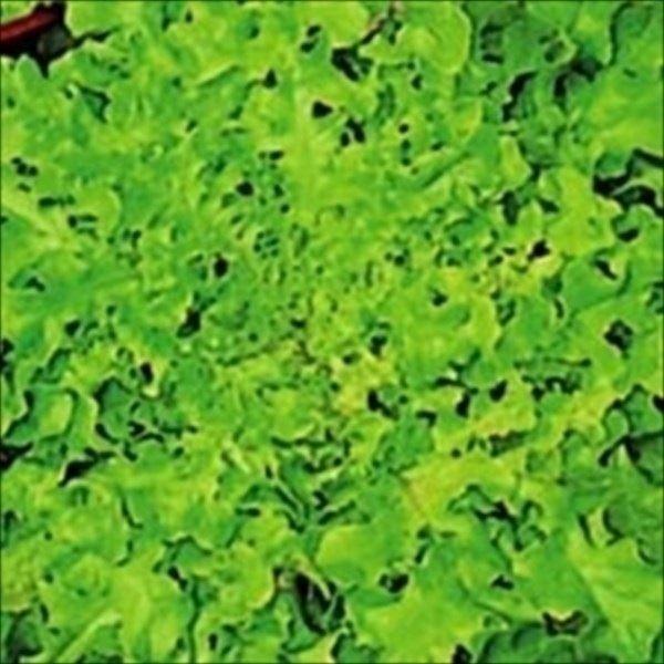 ●商品情報：暑さに強く、葉が柔らかくて旨い！●球重（約）：250g●早晩性：極早生●お届け状態：種子●入り数の目安：5mlあたり約1500〜2000粒入り※品種により差があります。●発芽適温：15〜20℃※発芽させるには播種床を上記の温度に...