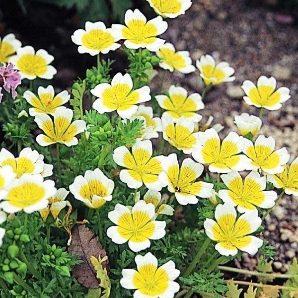 ●商品情報放任でも次々開花!●お届け状態種●分類1年草●花期(約)春〜初夏●草丈(約)15cm※種子の粒数は、目安を記載しております。実際の粒数と差異がありますが、ご了承ください。採種地の気候等の播種条件により粒状・大きさが異なる場合があり...