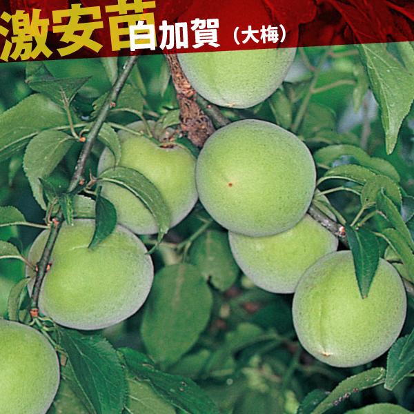 ●商品情報：花も実も楽しめる大粒の梅。梅酒・梅干し・ジャムに。果重25〜30g。●お届け状態：接木1年生根巻苗●分類：落葉樹●実の収穫期(約)：6月中旬●耐寒性：強●日照：日なた●栽培適地：庭・鉢●栽培ポイント：大梅は1本では実らないので、...