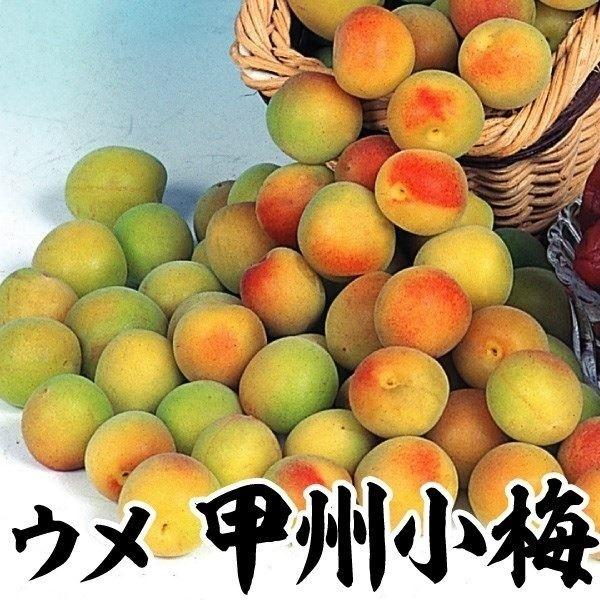 ●商品情報：梅の受粉樹用に人気が高い。梅干しとしても利用できます。5g前後の小粒。●お届け状態：接木1年生根巻苗●分類：落葉樹●実の収穫期(約)：5月下旬●耐寒性：強●日照：日なた●栽培適地：庭・鉢●栽培ポイント：1本で実る