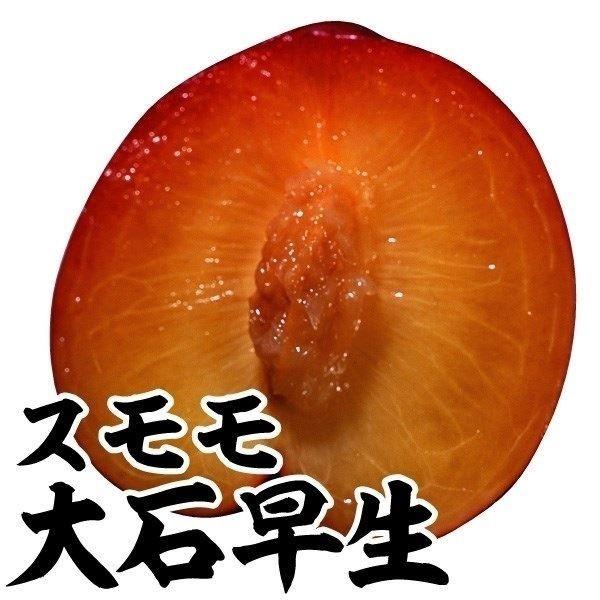 ●商品情報：スモモの代表品種。完熟させると驚きの甘さを誇ります! 果重約80g。●お届け状態：接木1年生根巻苗●分類：落葉樹●実の収穫期(約)：6月下旬●耐寒性：強/寒冷地でも地植えOK●日照：日なた●栽培適地：庭・鉢●栽培ポイント：1本で...