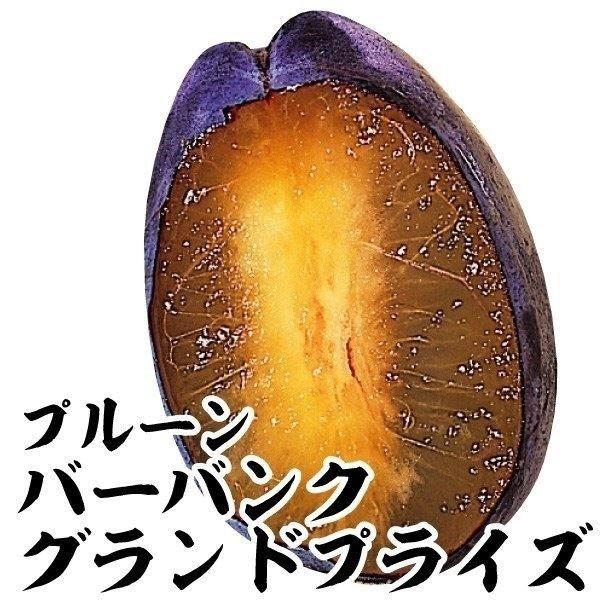 ●商品情報：果重80〜100ｇの大実プルーン。糖度14度以上で酸味少なく食べやすい。●お届け状態：接木1年生根巻苗●分類：落葉樹●収穫期(約)：8月下旬●日照条件：日なた●耐寒性：強●栽培適地：庭・鉢●栽培のポイント：異品種を混植する