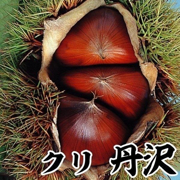 ●商品情報：早生品種としては豊産性で、果重約20gと大粒のクリです。若木のうちから、沢山収穫できます。果肉は粉質で加熱するとホクホクとした優しい味わいになります。控えめな甘味と香りが特徴で、スイーツだけでなく料理にも使いやすい品種です。●お...