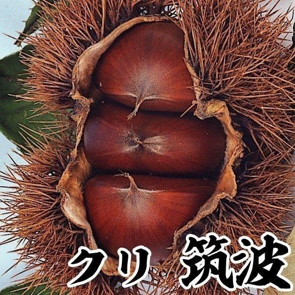 ●商品情報：粒揃いが良く、甘くてホクホクのクリです。果重20〜25ｇ。長期保存ができます。●お届け状態：接木1年生根巻苗●分類：落葉樹●収穫期(約)：9月下旬〜●日照条件：日なた●耐寒性：強●栽培適地：庭・鉢●栽培のポイント：1本では実らな...