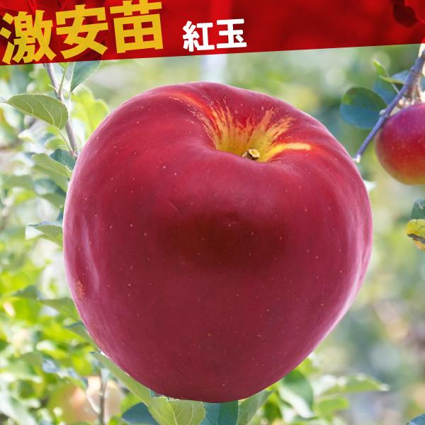 ●商品情報：酸味があり、パイやジャムに最適なリンゴです。果重約200ｇ。●お届け状態：接木1年生根巻苗●分類：落葉樹●収穫期(約)：9月下旬〜10月中旬●日照条件：日なた●耐寒性：強●栽培適地：庭・鉢●栽培のポイント：1本では実らないので異...