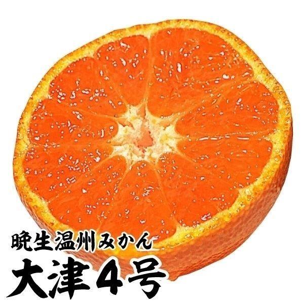 ●商品情報:大玉系の扁平果は、玉揃いが良い晩生温州みかん。従来の温州みかんより高糖度! ●お届け状態:接木1年生根巻苗 ●分類:常緑樹 ●収穫期(約):11月下旬〜●生長後の樹高(約):2.5〜3m●日照:日なた●耐寒性:中●栽培適地:庭・...