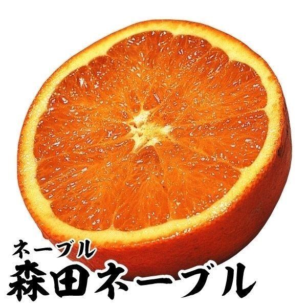 ●商品情報:甘味と酸味が見事にマッチする美味ネーブル!  玉揃い良く、果形はほぼ球形。●お届け状態:接木1年生根巻苗 ●分類:常緑樹 ●収穫期(約):12月上旬〜●生長後の樹高(約):2.5〜3m●日照:日なた●耐寒性:中●栽培適地:庭・鉢...