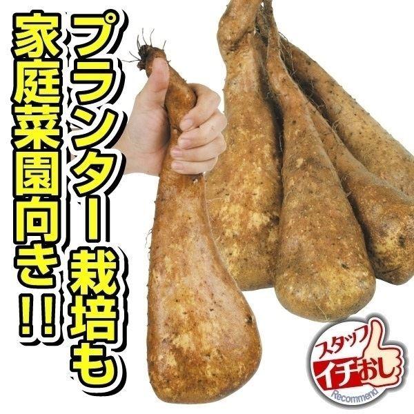 ●商品情報：「天下の美味」と称されるじねんじょを改良!風味豊かな旨味と粘りを持つ大人気品種です。耕土の浅い場所でも良く太るから、家庭菜園にピッタリ!●お届け状態：種イモ※切イモまたは一本種でお届け●収穫期：11〜12月●長さ：約20〜30c...